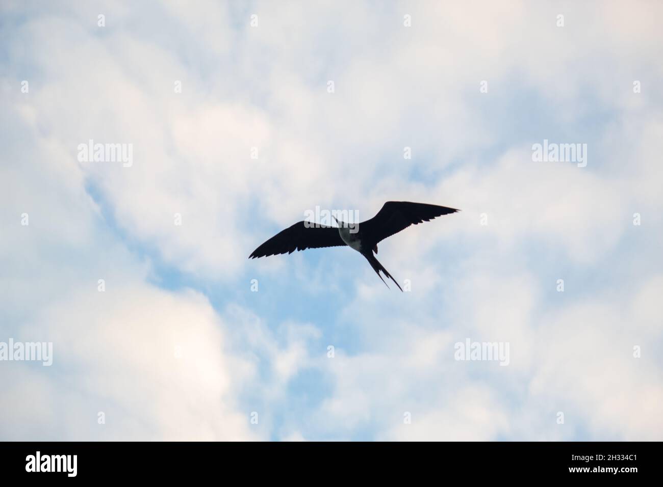 Low angle shot of a Bat hawk bird flying under a bright sky Stock Photo ...
