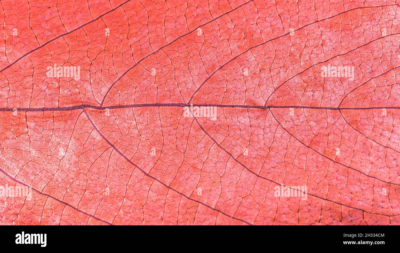 Closeup shot of an orange leaf texture and background Stock Photo - Alamy