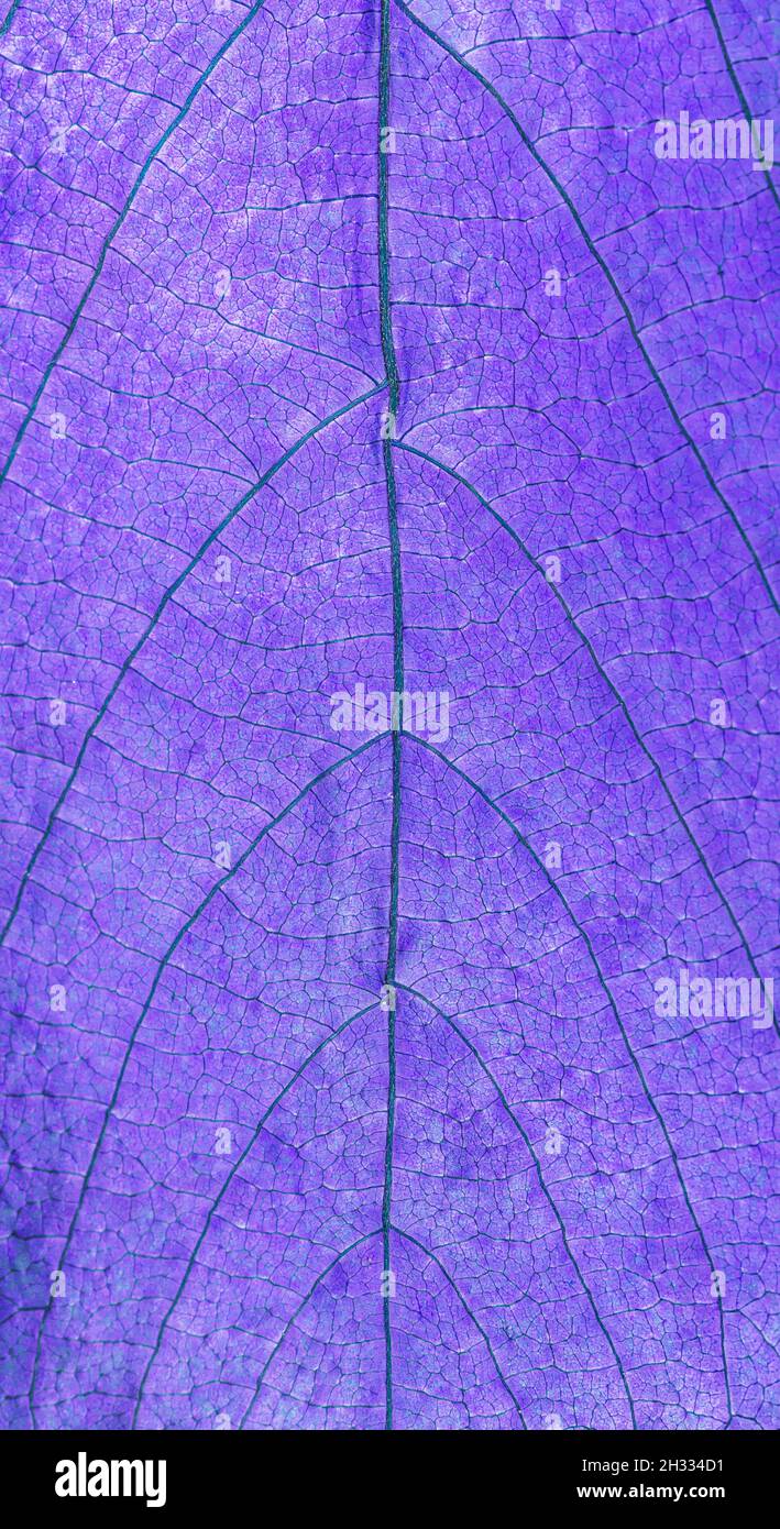 Vertical shot of a purple leaf texture and background Stock Photo - Alamy