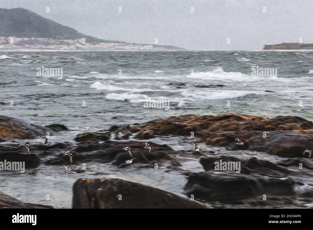 Flock of seabirds at a rocky beach on a cloudy day Stock Photo - Alamy