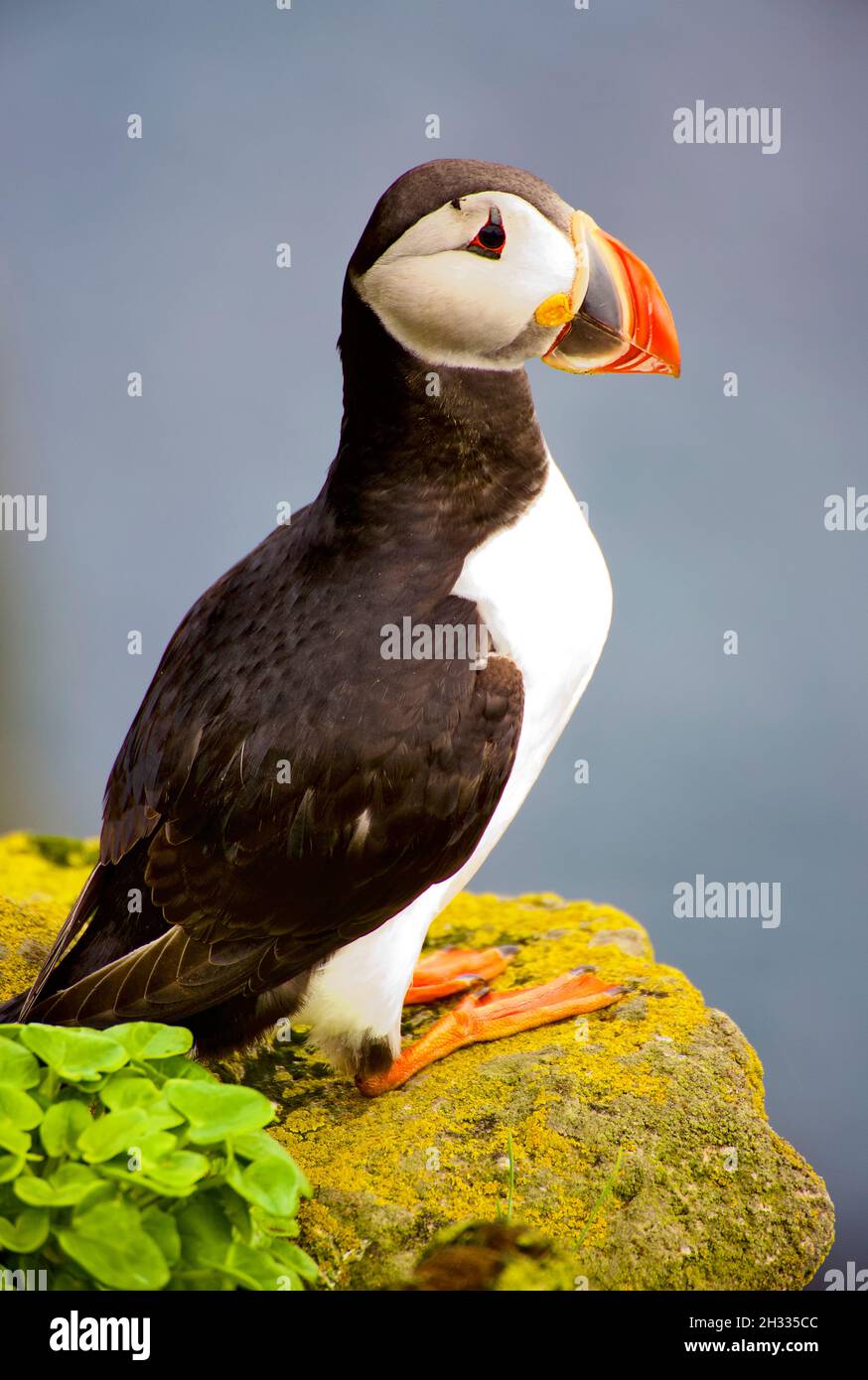 portrait of puffin resting on the cliffs of Látrabjarg (Iceland) taken ...
