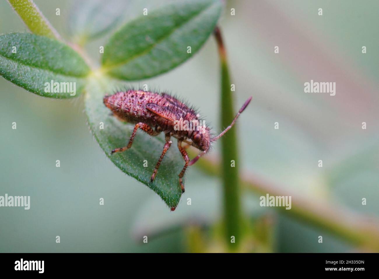 Closeup on a spiky nymph of the plant bug , Rhopalus subrufus Stock ...