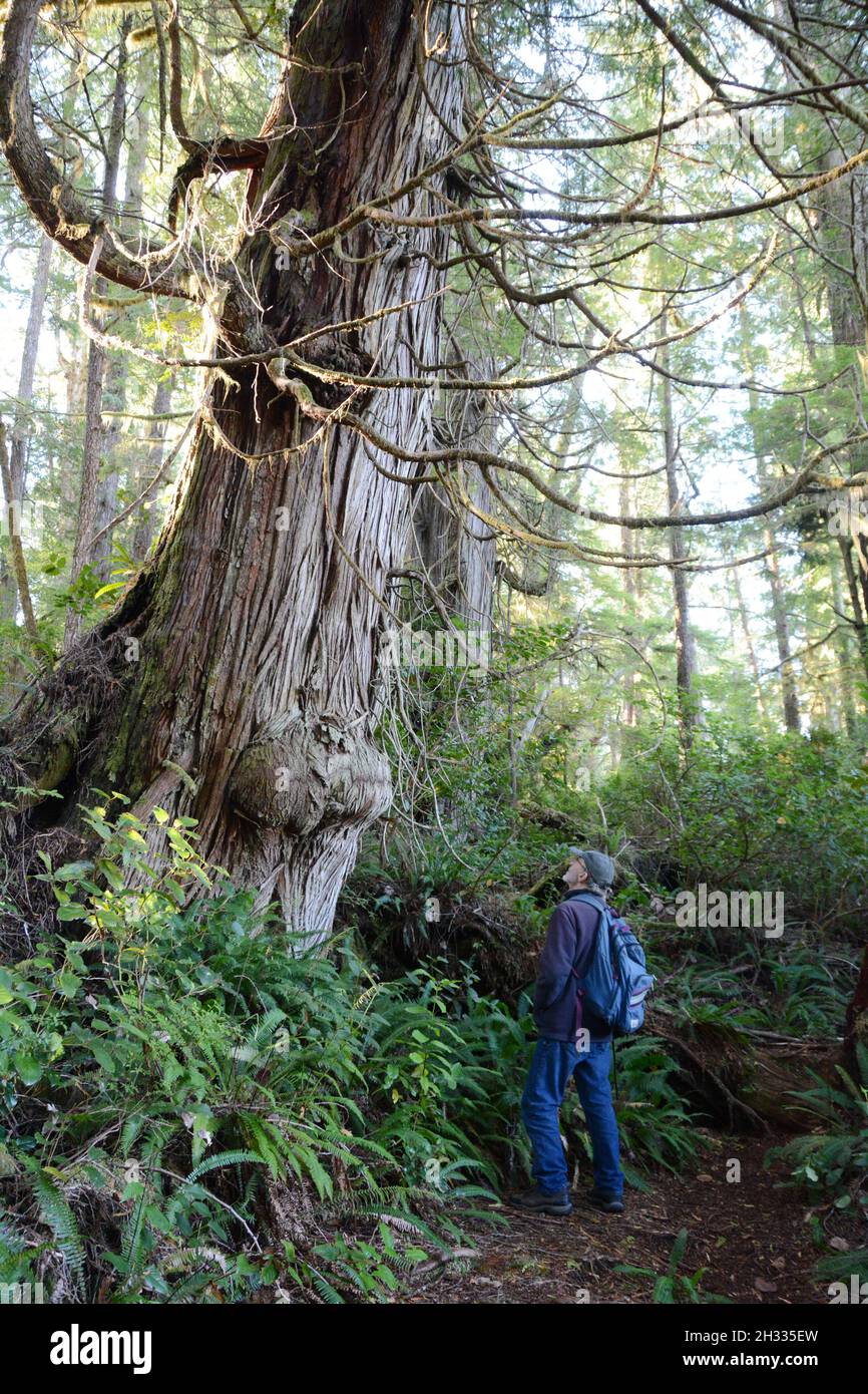 Cedar man hi-res stock photography and images - Alamy