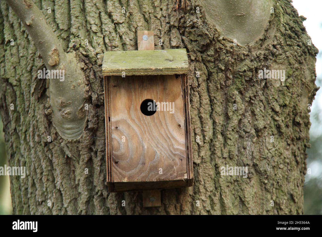 A Classic Wooden Bird Box Fixed to a Mature Tree Stock Photo - Alamy