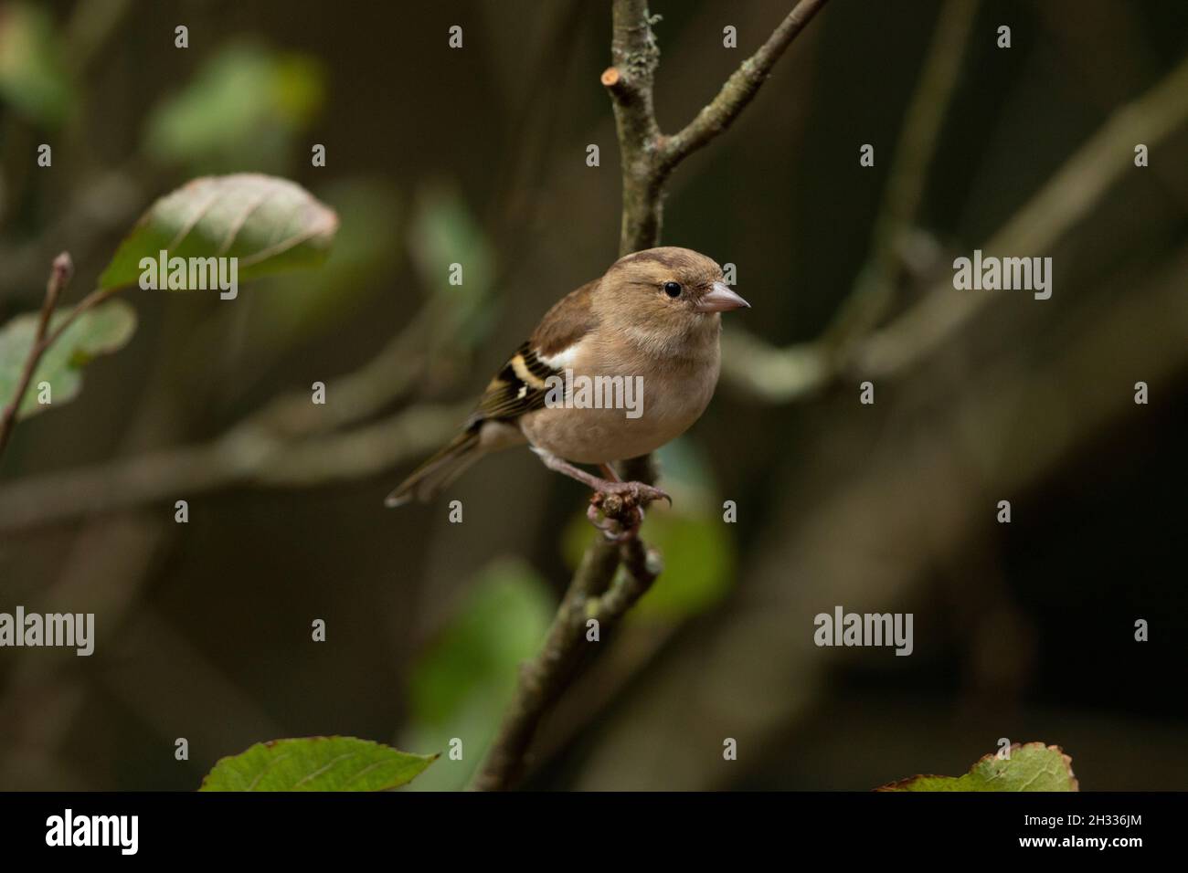 Biodiversity species hi-res stock photography and images - Alamy