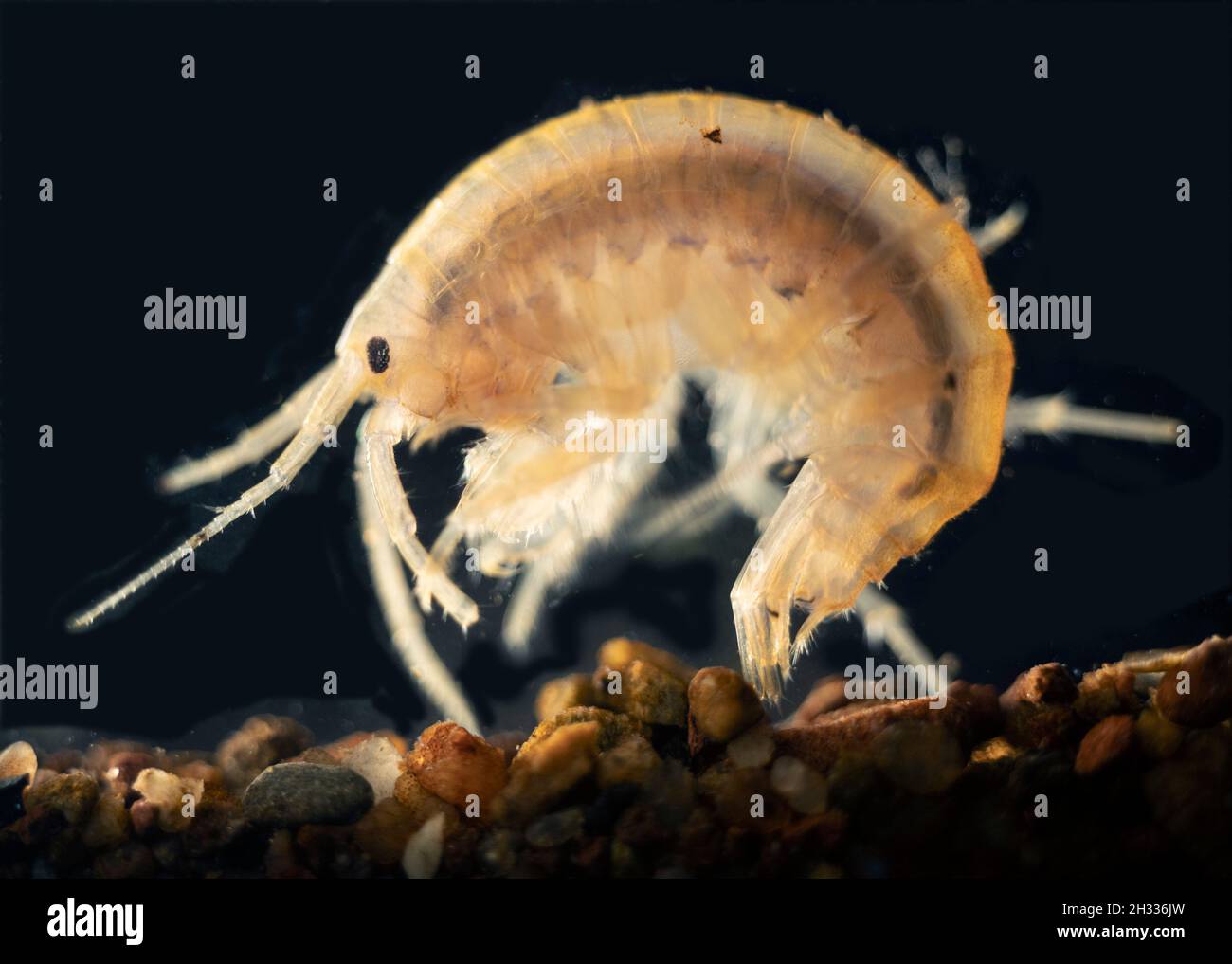 Freshwater shrimp Gammarus pulex Stock Photo - Alamy