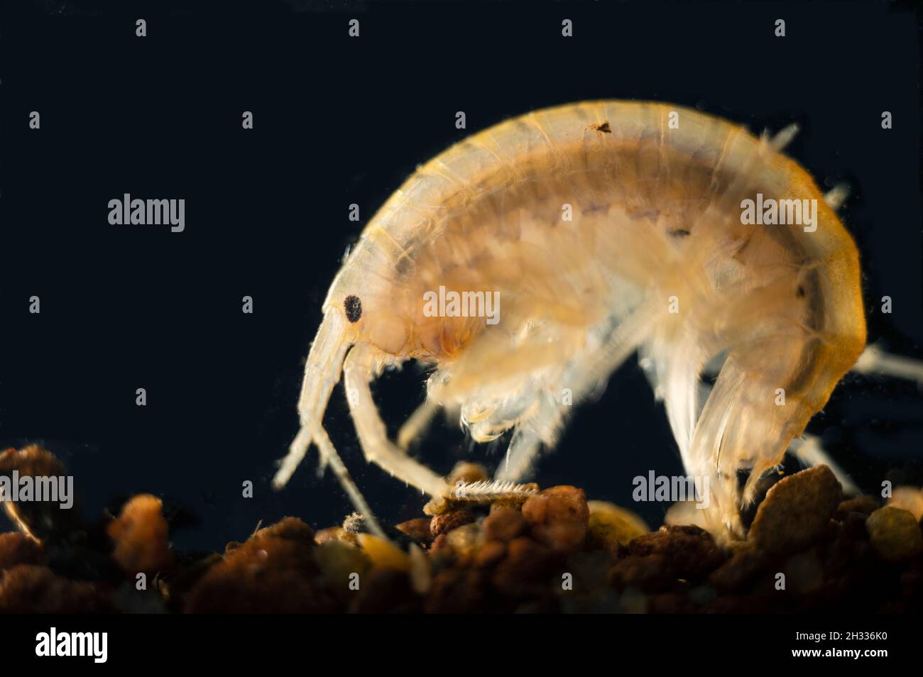 Gammarus Shrimp High Resolution Stock Photography and Images - Alamy
