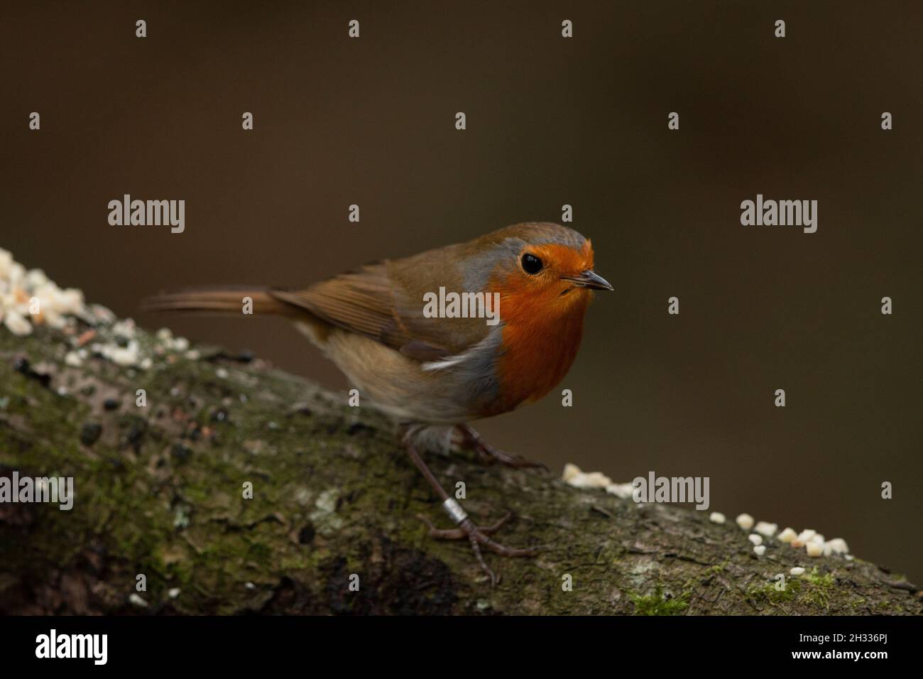 Robin sparrow hi-res stock photography and images - Alamy