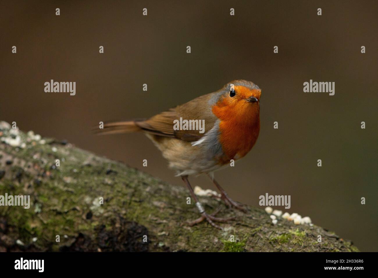 Red robin flying hi-res stock photography and images - Alamy