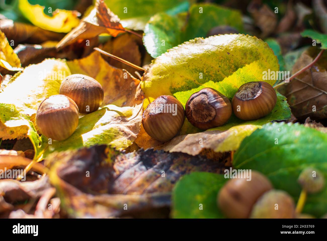 Hazel among leaves hi-res stock photography and images - Alamy