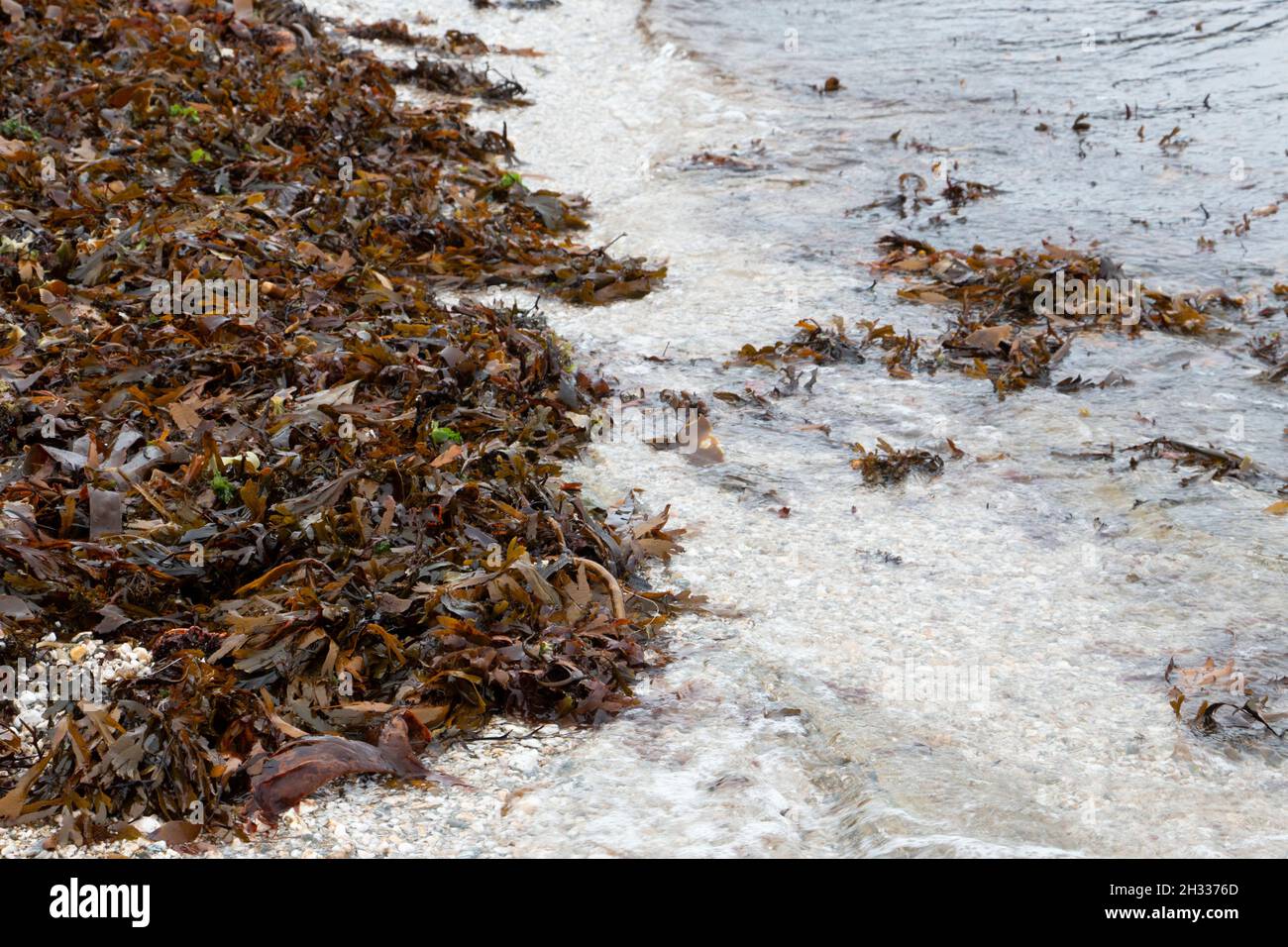 Red seaweed ocean algae hi-res stock photography and images - Alamy
