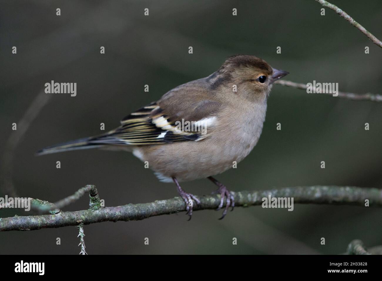 Female chaffinch flying uk hi-res stock photography and images - Alamy