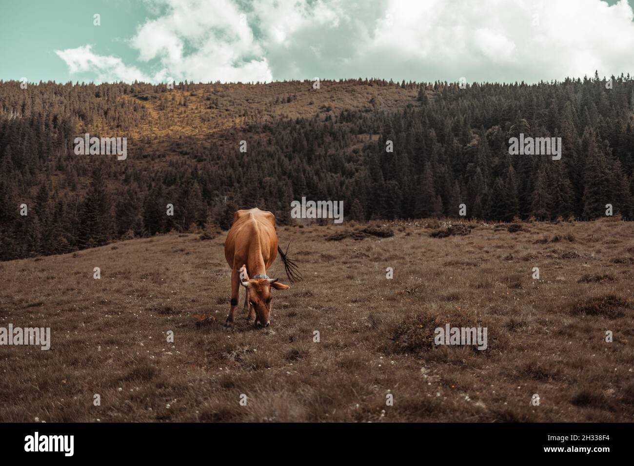 Brown cow graze eating grass on a green field high in the mountains ...