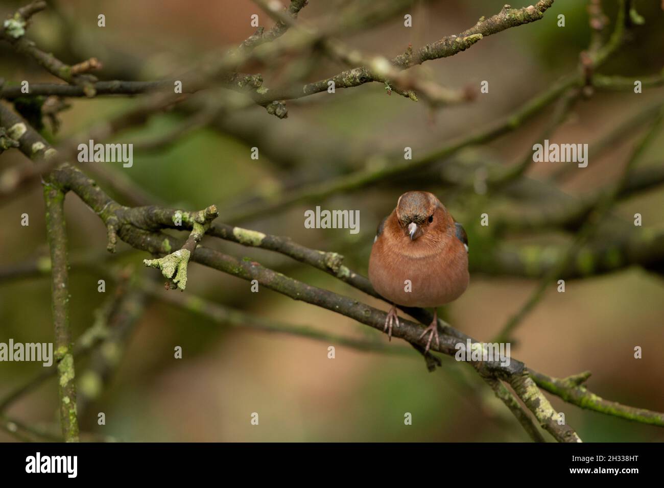 Chaffinch species hi-res stock photography and images - Alamy