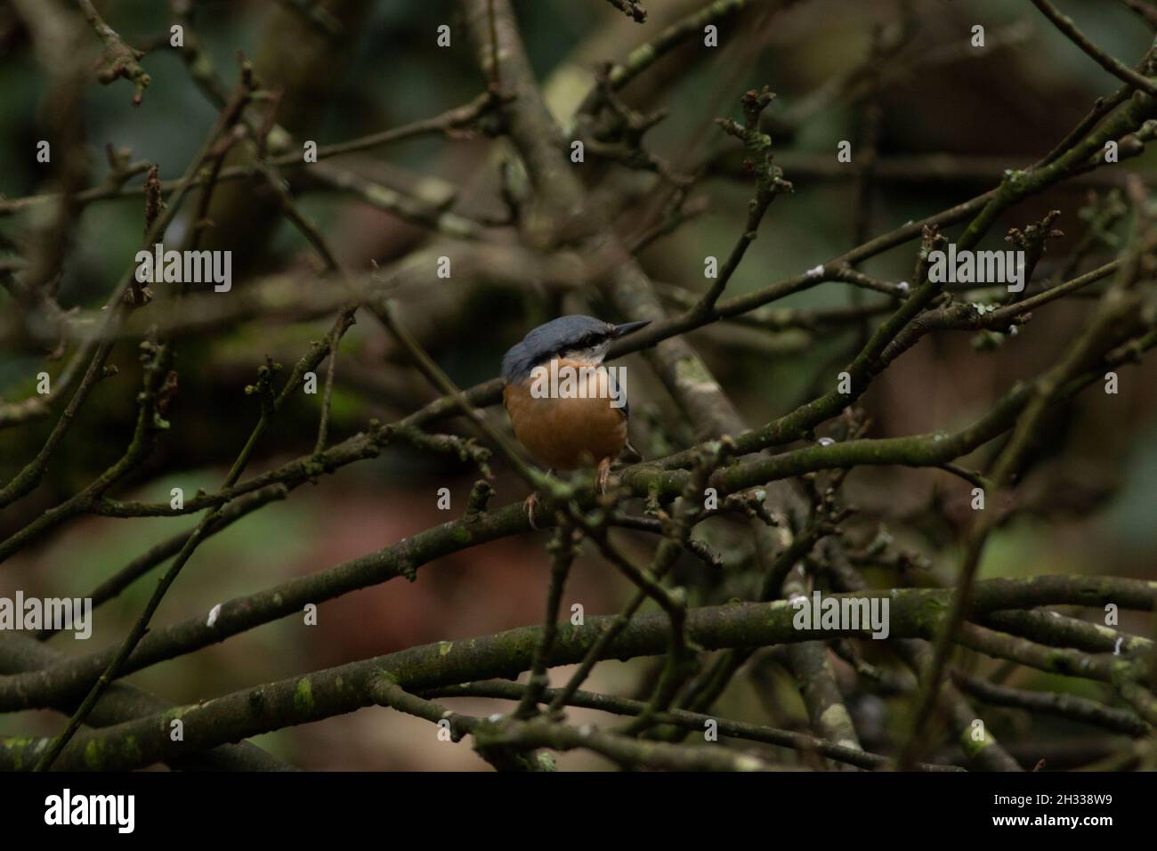 Flying nuthatch uk hi-res stock photography and images - Alamy