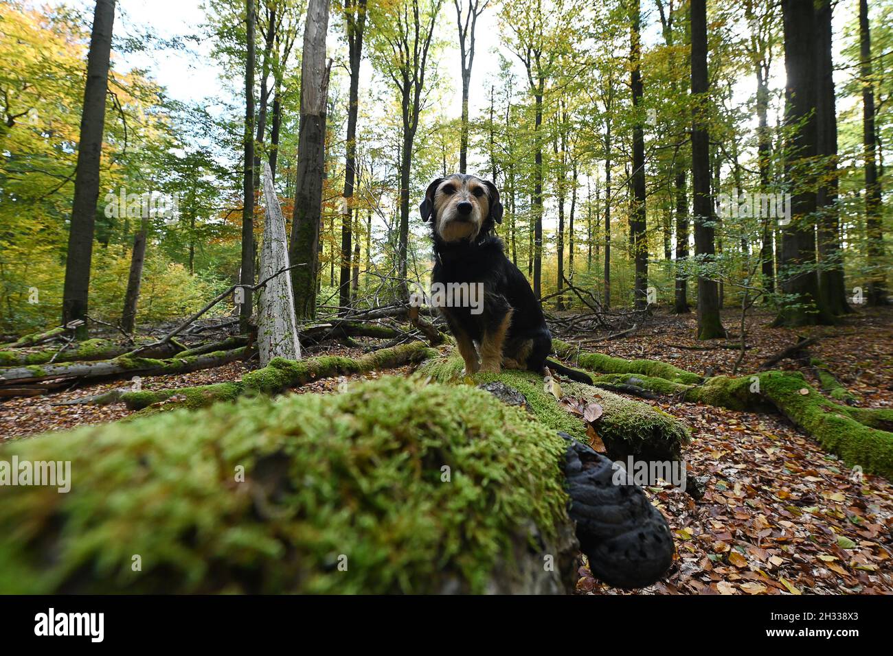 Uslar, Germany. 25th Oct, 2021. Mixed breed "Lotta" stands on a beech ...