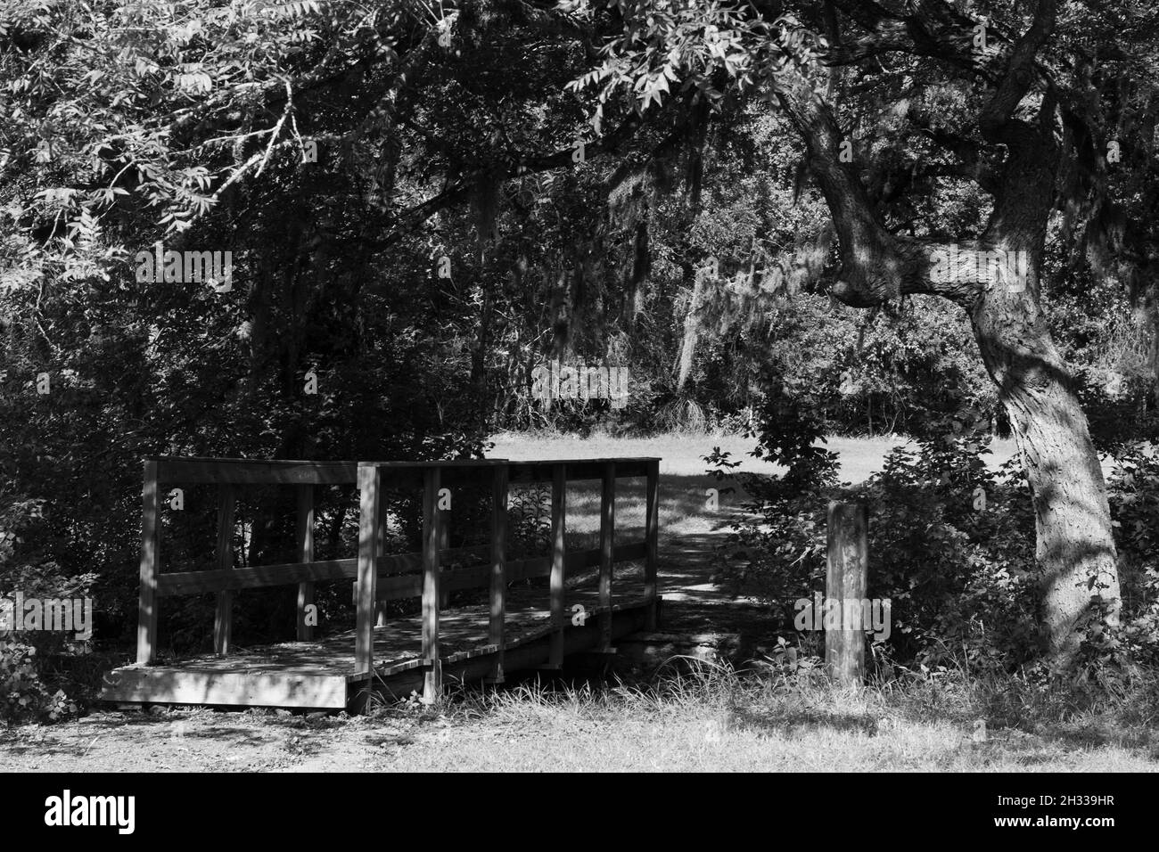 Black and white bridge and trees hi-res stock photography and images ...