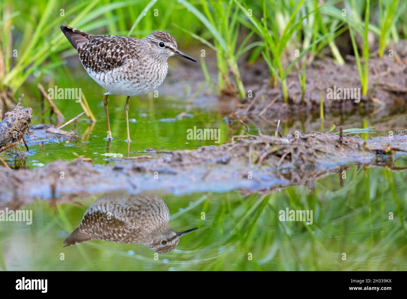 Bruchwasserläufer, Tringa glareola Stock Photo - Alamy