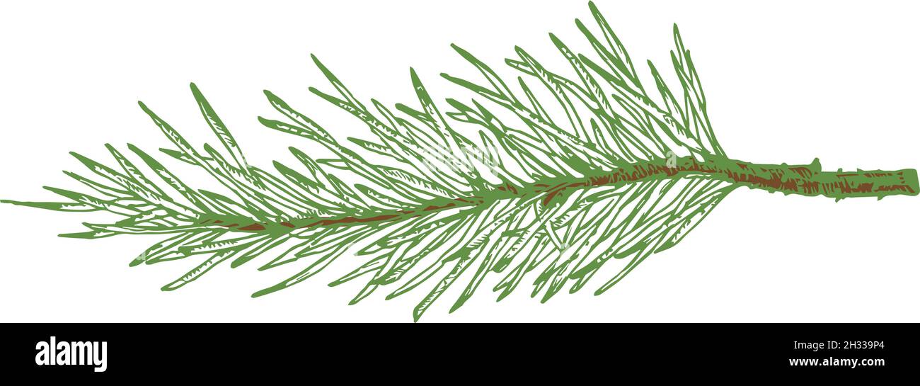 Hand Drawn Vector Evergreen Spruce or Pine Tree Branch Colorful Fir ...
