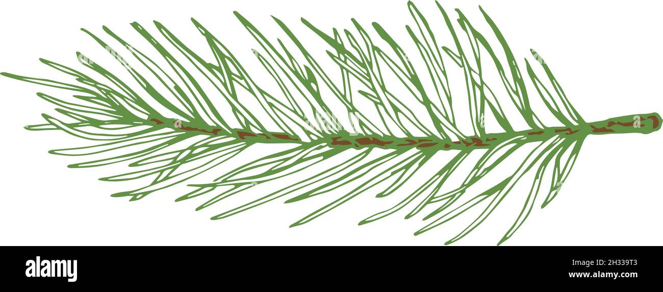 Hand Drawn Vector Small Evergreen Spruce or Pine Tree Branch Colorful ...