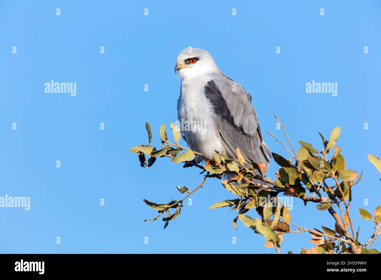 Gleitaar, Elanus caeruleus, Élanion blanc, Elanio Común Stock Photo - Alamy
