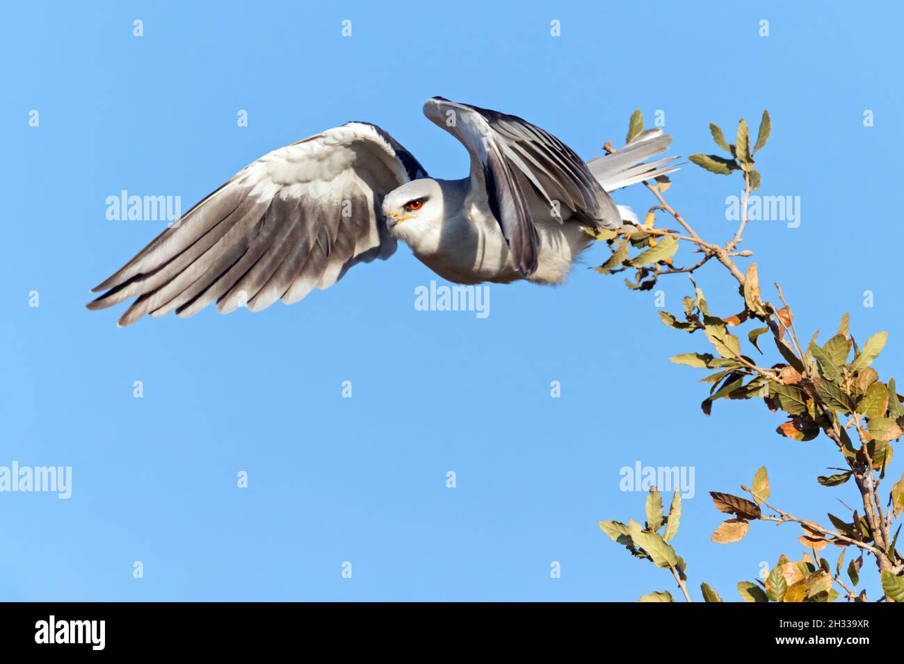 Gleitaar, Elanus caeruleus, Élanion blanc, Elanio Común Stock Photo - Alamy
