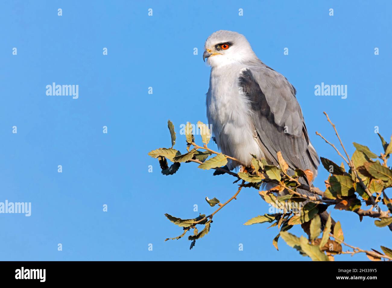 Gleitaar, Elanus caeruleus, Élanion blanc, Elanio Común Stock Photo - Alamy