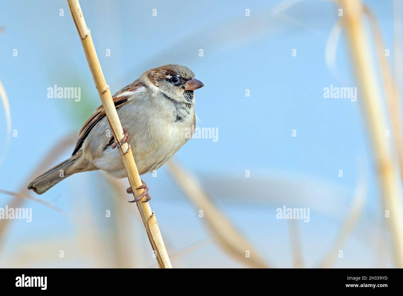 Spatz sitzt hi-res stock photography and images - Alamy
