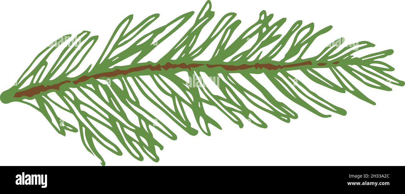 Evergreen Tree Branch Drawing