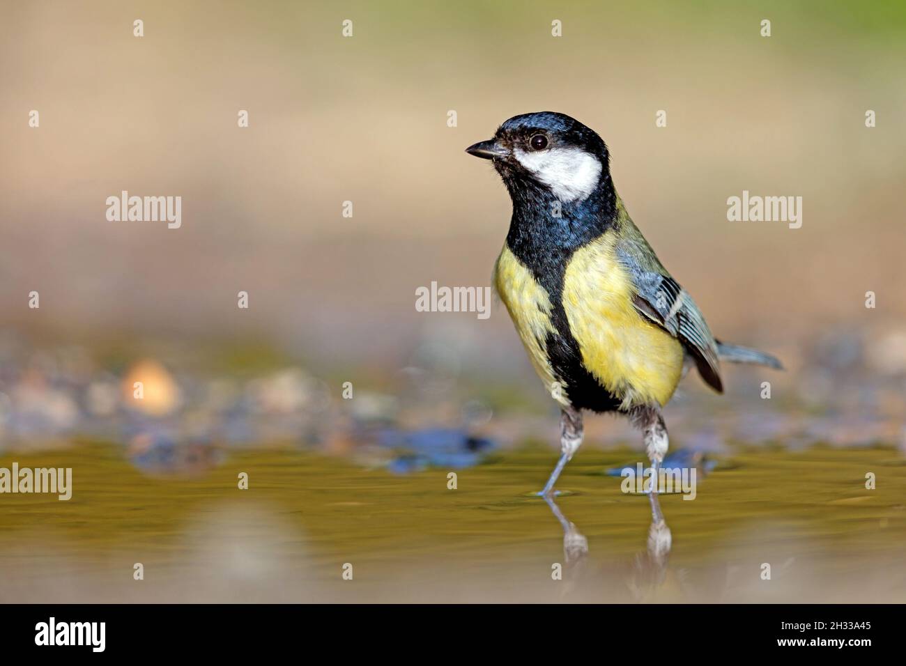 Parus parus major hi-res stock photography and images - Alamy