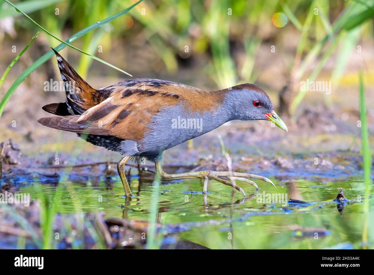 Kleines Sumpfhuhn, Kleinralle, Porzana parva Stock Photo - Alamy
