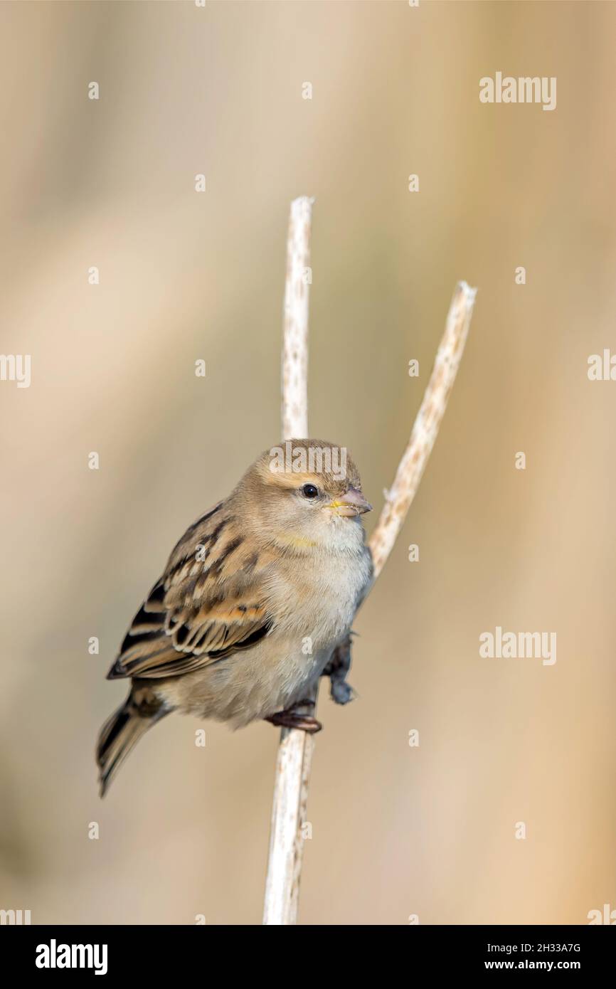 Passer moabiticus hi-res stock photography and images - Alamy