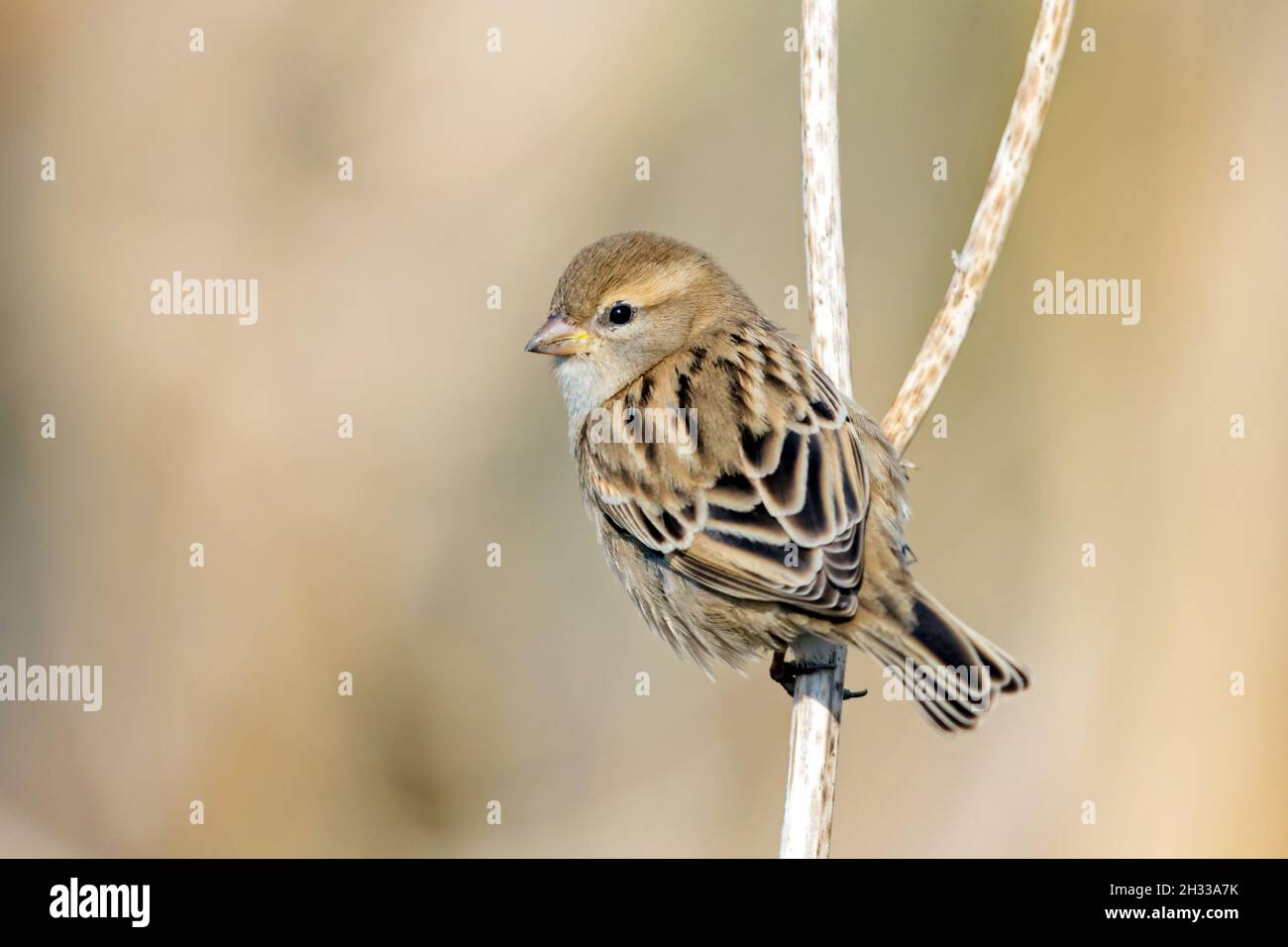 Passer moabiticus hi-res stock photography and images - Alamy