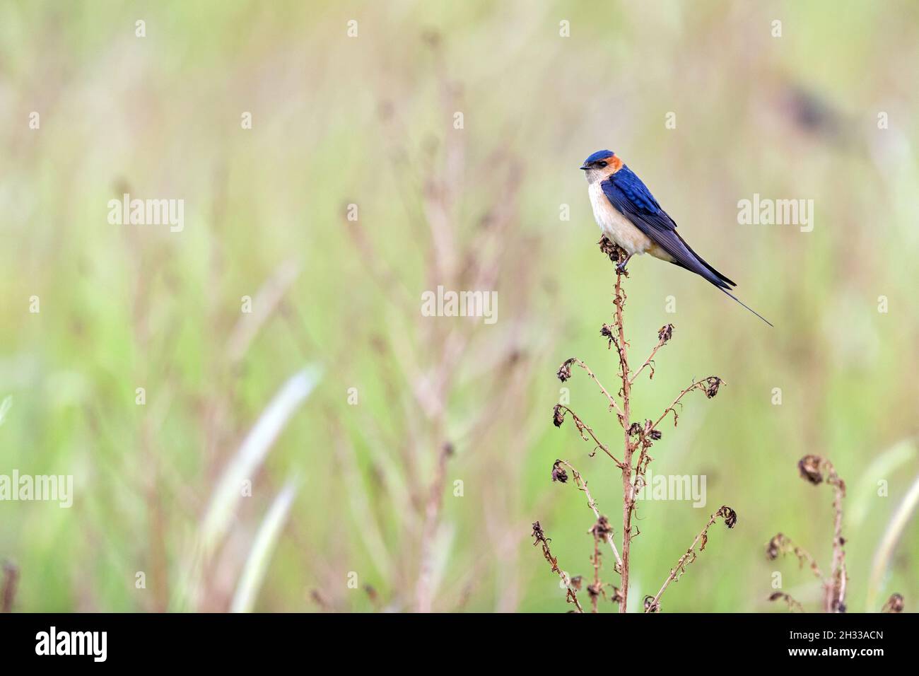 Rötelschwalbe, Hirundo daurica Stock Photo - Alamy
