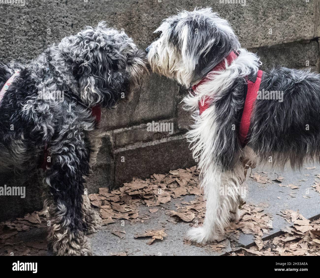 New York, New York, USA. 24th Oct, 2021. Two dogs greet one another in ...