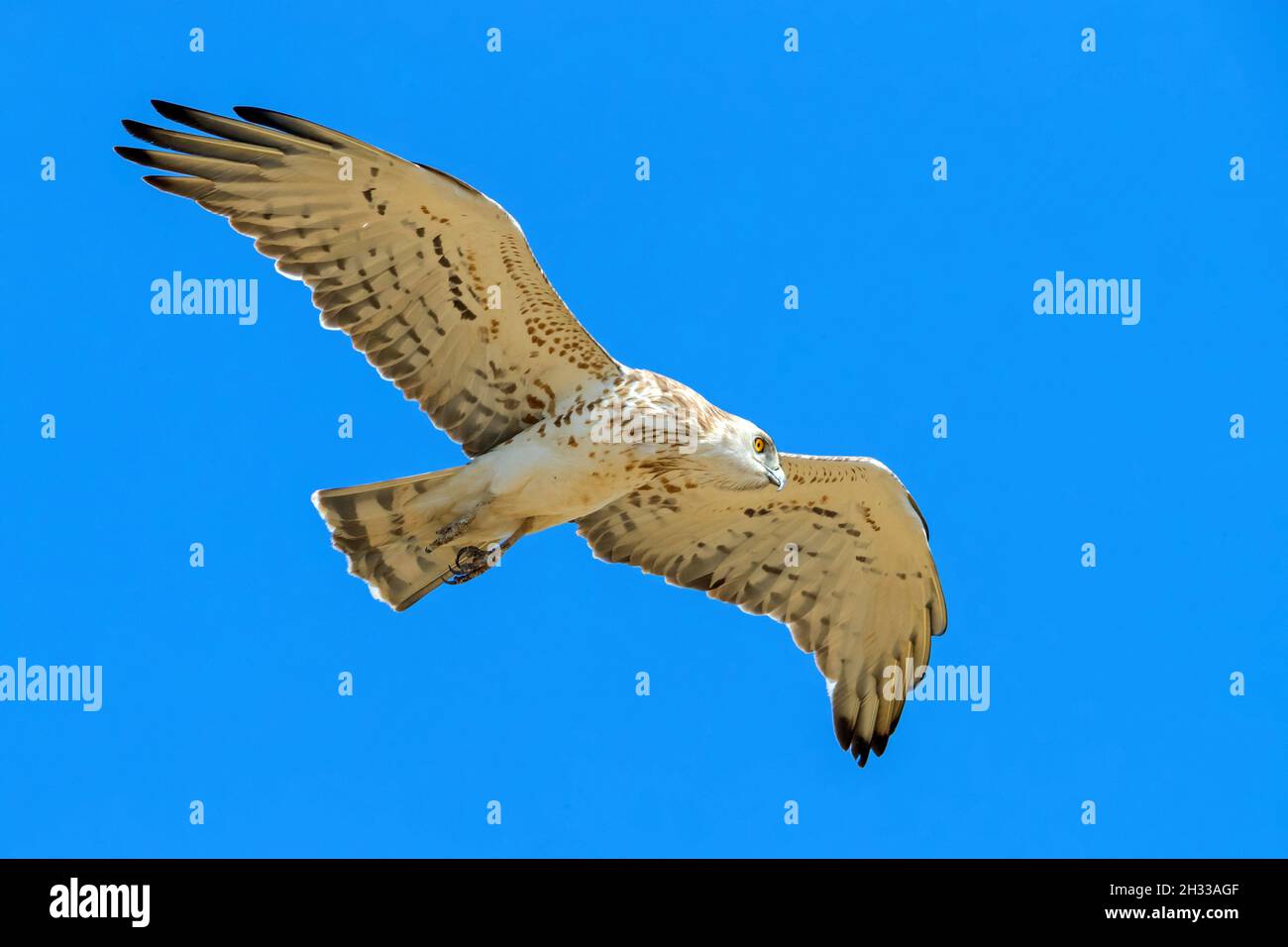 Schlangenadler, Circaetus gallicus Stock Photo - Alamy