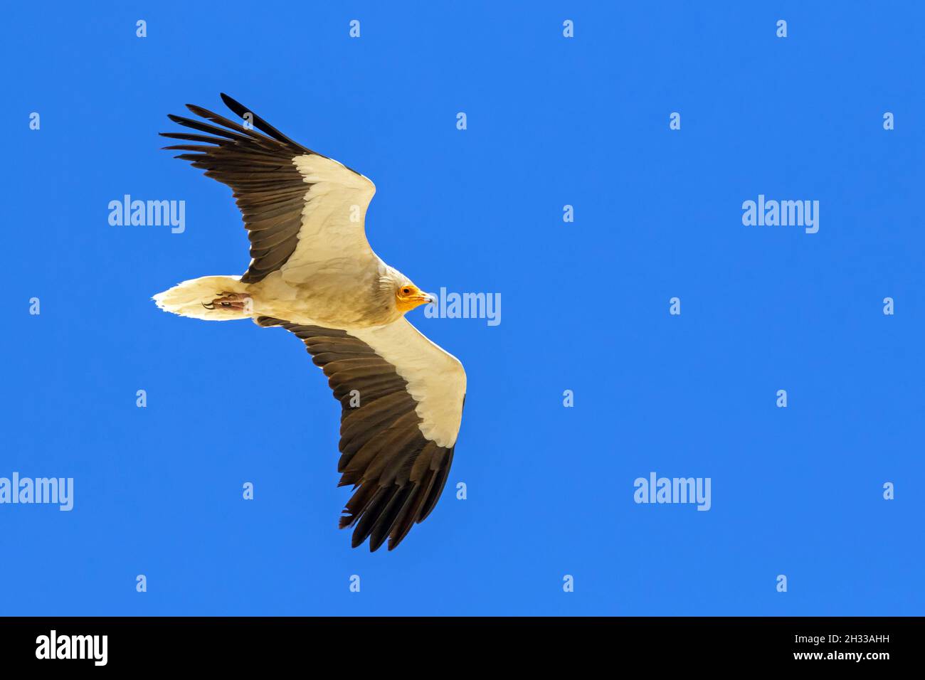 Schmutzgeier, Neophron percnopterus Stock Photo - Alamy