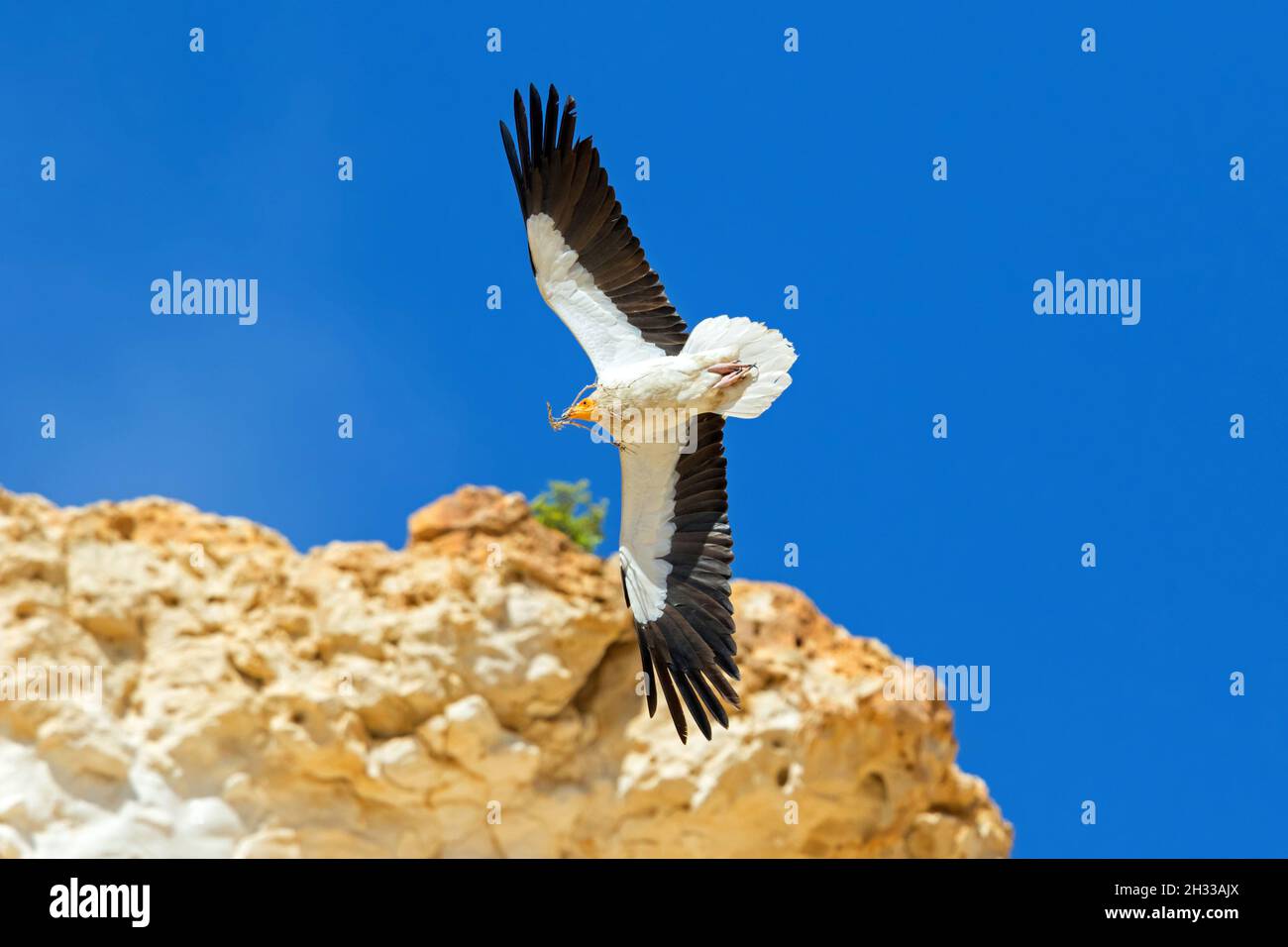 Schmutzgeier, Neophron percnopterus Stock Photo - Alamy