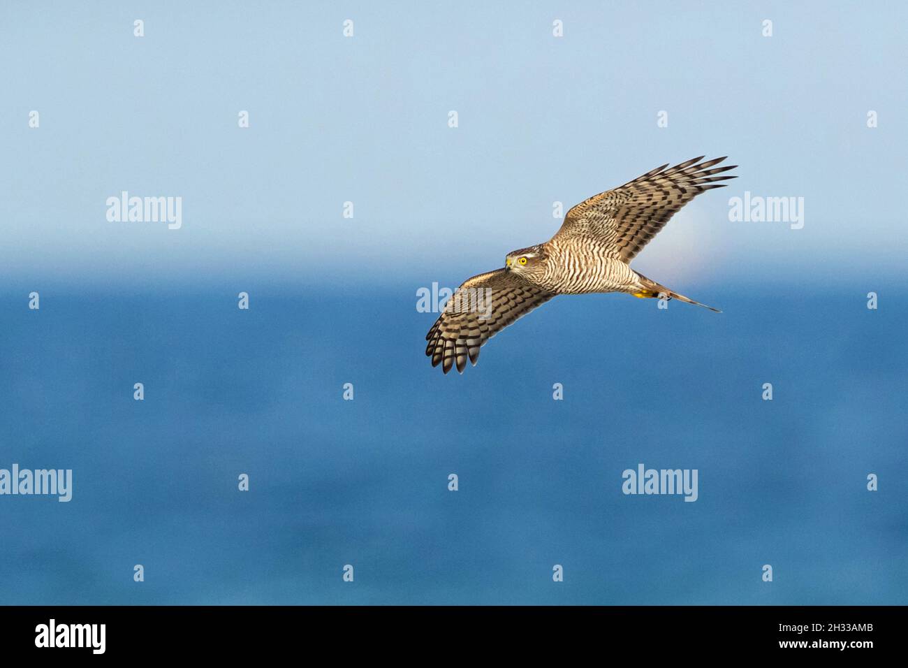 Sperber hi-res stock photography and images - Alamy