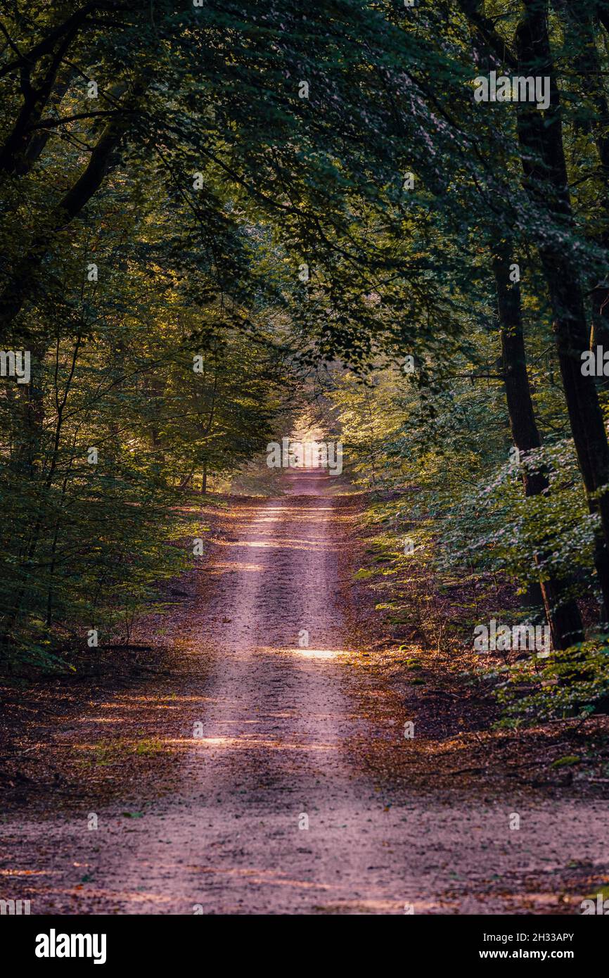 Pathway in the middle of the green leafed trees with the sun shining ...