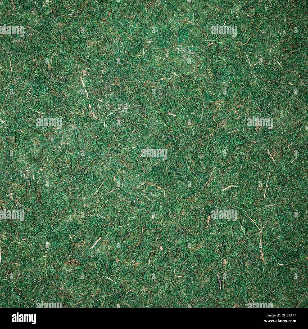 Green background texture of pressed moss. Square aspect ratio Stock ...