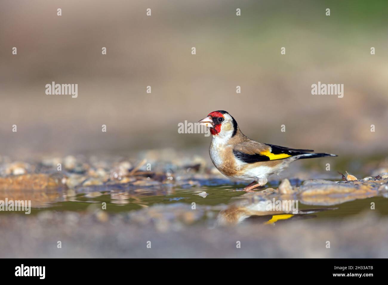 Stieglitz, Distelfink, Carduelis carduelis Stock Photo - Alamy
