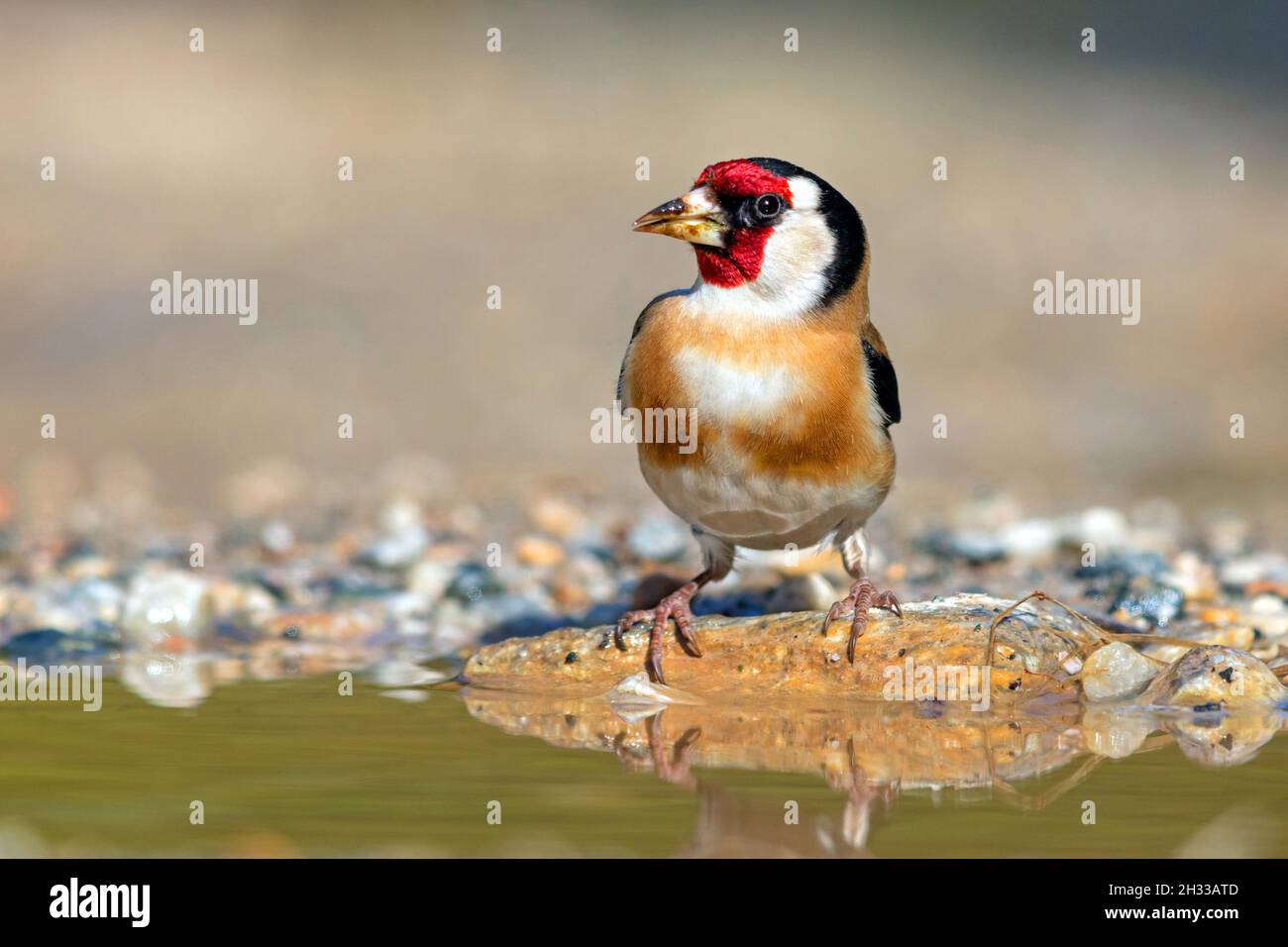 Distelfink hi-res stock photography and images - Alamy