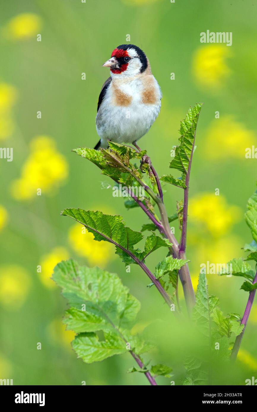 Stieglitz, Distelfink, Carduelis carduelis Stock Photo - Alamy