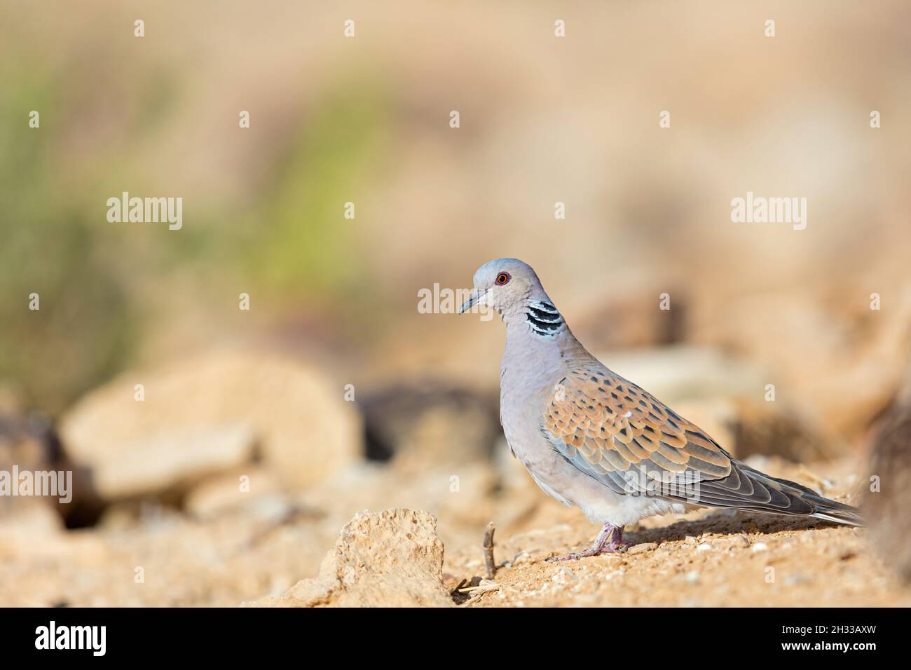 Turteltaube, Turtle Dove, European Turtle Dove, European Turtle-Dove, Streptopelia turtur ...