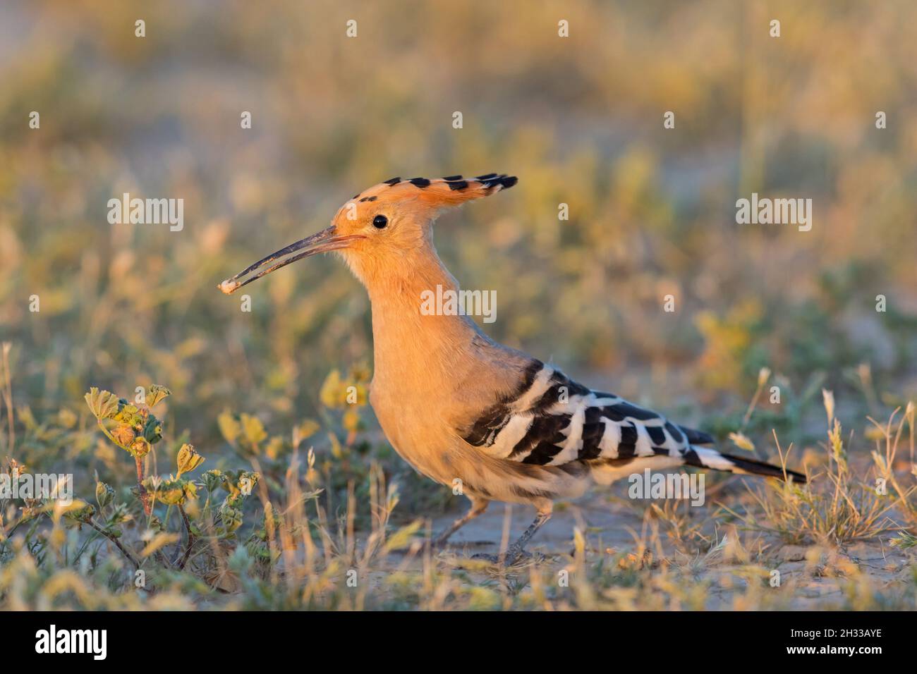 Wiedehopf, Hoopoe, Upupa epops Stock Photo - Alamy