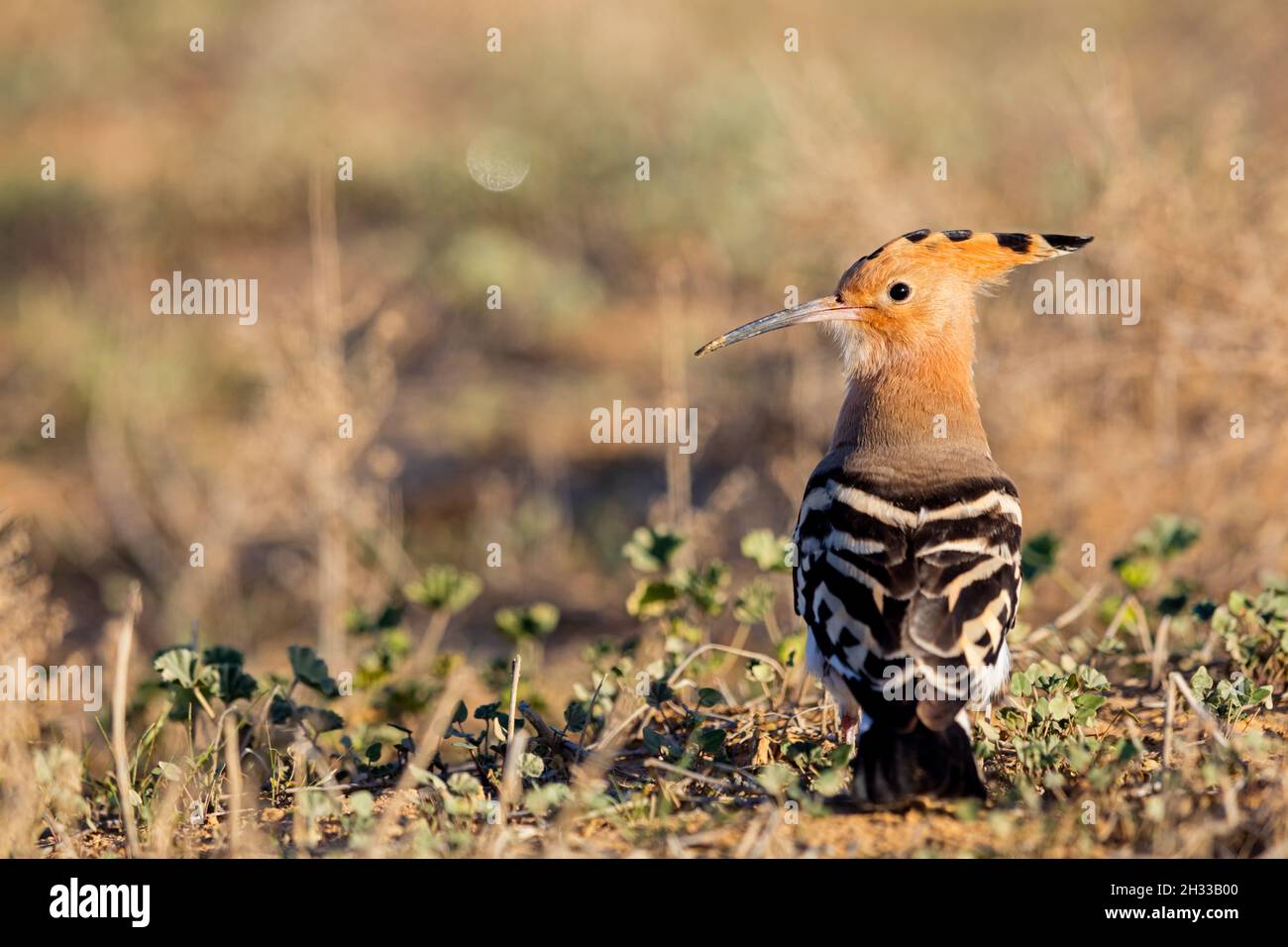 Wiedehopf, Hoopoe, Upupa epops Stock Photo - Alamy