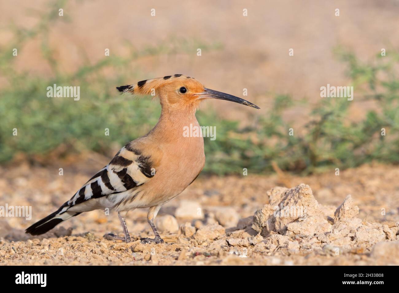 Wiedehopf, Hoopoe, Upupa epops Stock Photo - Alamy