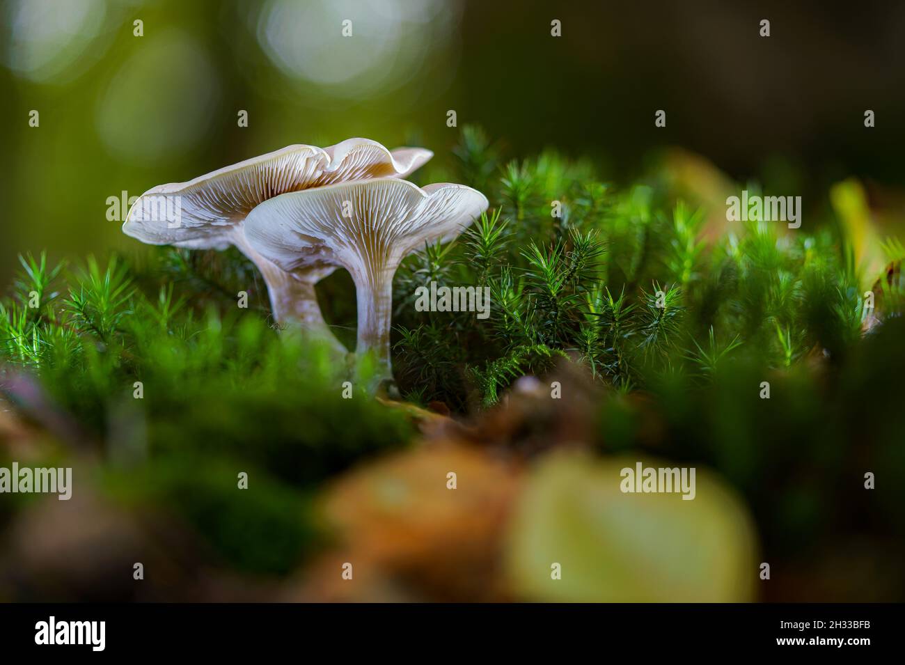 Small, fragile-looking, light fungus grows on a forest floor between ...
