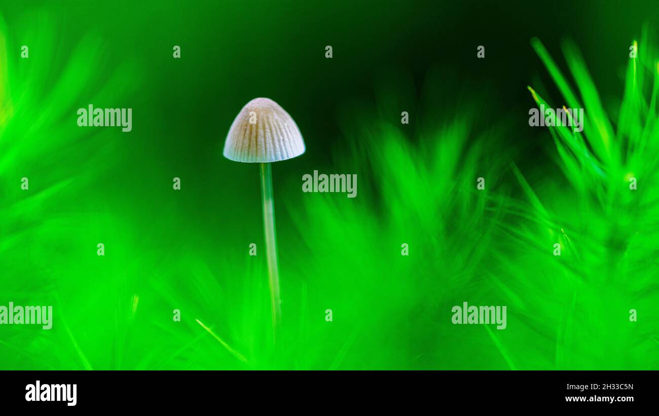 Small, fragile-looking, light fungus grows on a forest floor between ...